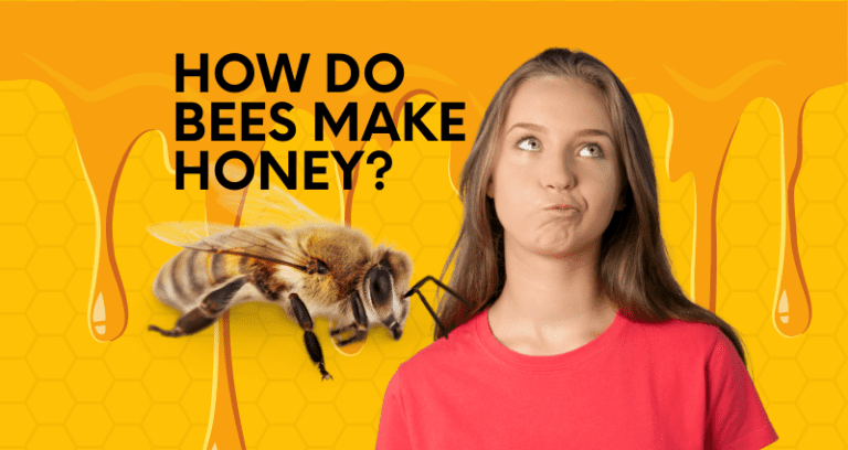 How Do Bees Make Honey? A Quick Guide To Honey Production