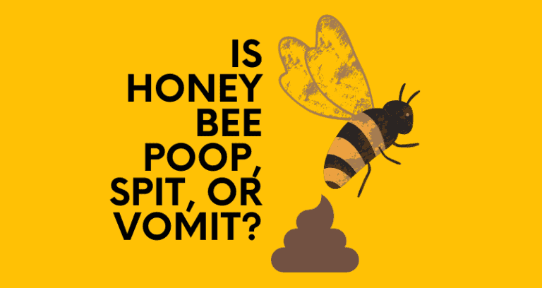 Is Honey Bee Poop, Spit, Or Vomit? Truths About Honey