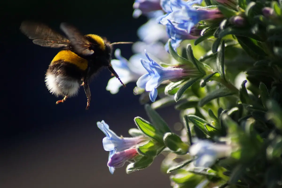 Bumblebees vs Honeybees: How To Tell The Difference?