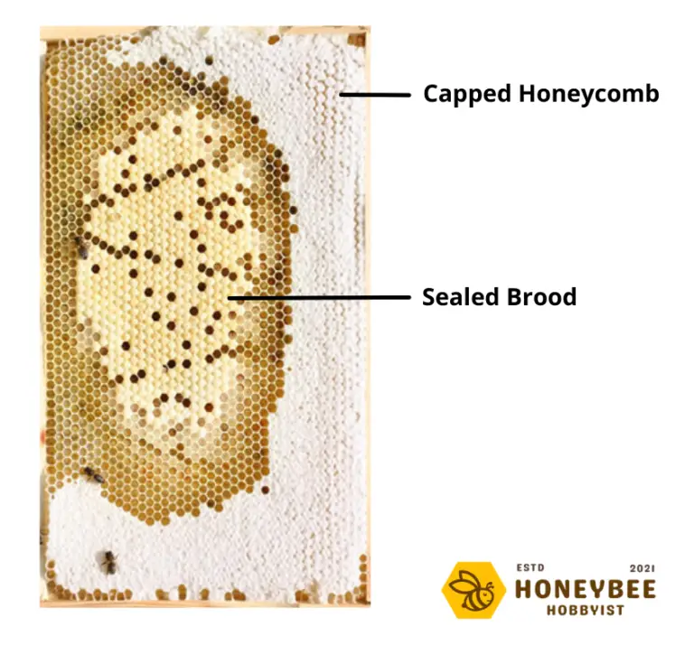 What is a Brood Box? Brood Boxes for Beekeeping