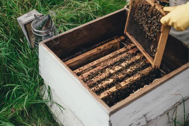 What is a Brood Box? Brood Boxes for Beekeeping