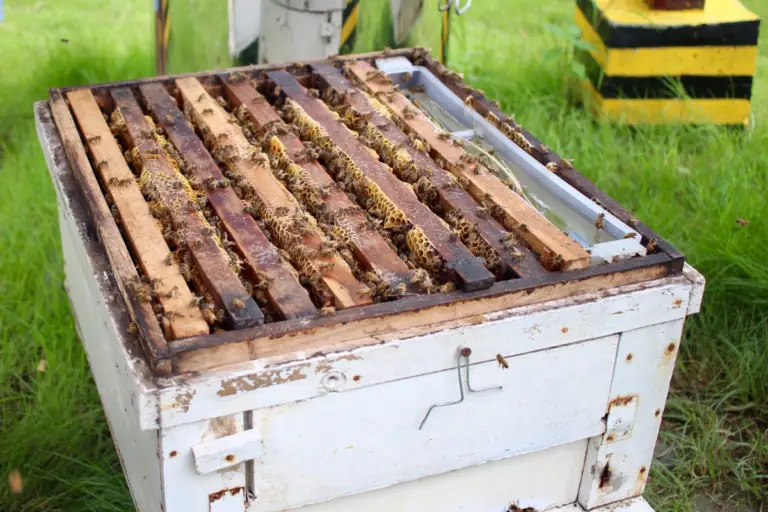 What is a Brood Box? Brood Boxes for Beekeeping