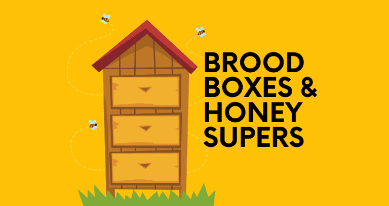 What is a Brood Box? Brood Boxes for Beekeeping