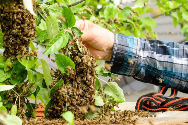 How To Keep Bees Away: Simple & Cheap Ways To Repel Bees