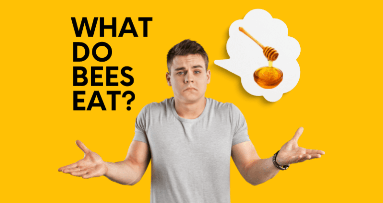 What Do Bees Eat? A Bee's Diet & How To Keep Your Hive Healthy