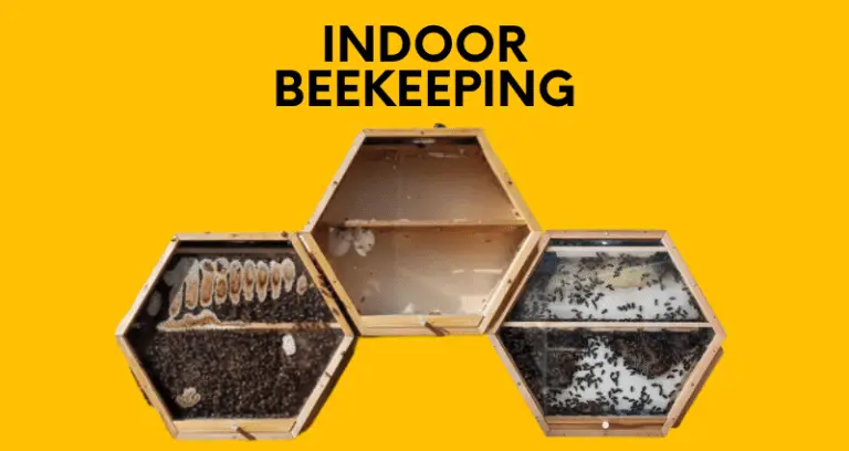 Indoor Beekeeping: Considerations, Safety & Easy Indoor Hives