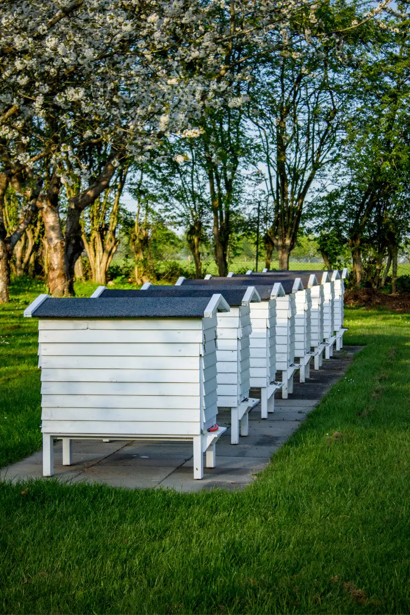 History of Beekeeping: Timeline & Notable Facts | Honeybee Hobbyist