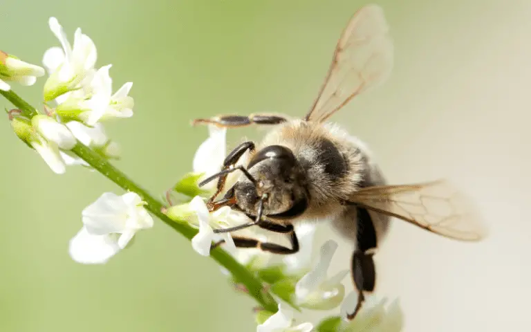 Albino Bees: Are They Real Or Fake?