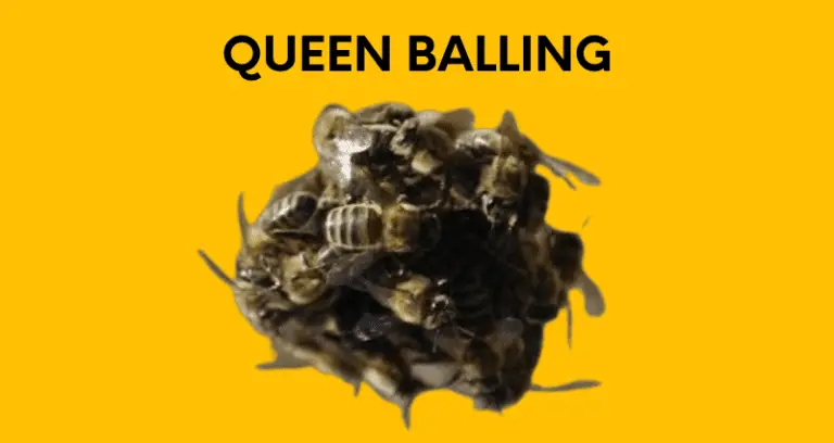 Queen Balling: When Bees Decide to Replace the Queen