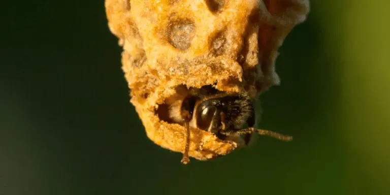 Queen Balling: When Bees Decide to Replace the Queen