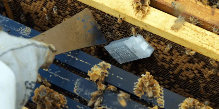 Queen Balling: When Bees Decide to Replace the Queen