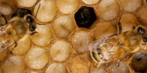 Bee Life Cycle: How Long Do Bees Live & Stages Of Life