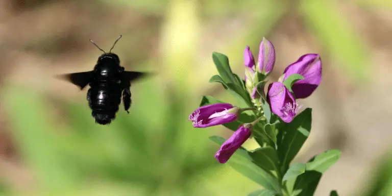 Bee Colors: Why Bees Vary In Color & Which Colors Are Dominant