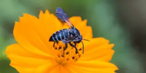 Bee Colors: Why Bees Vary In Color & Which Colors Are Dominant
