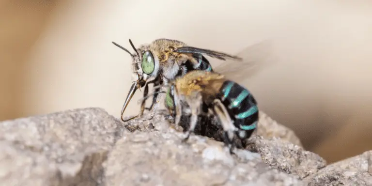 Bee Colors: Why Bees Vary In Color & Which Colors Are Dominant