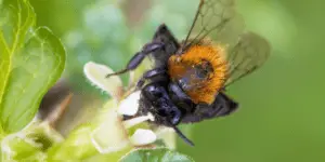 Bee Colors: Why Bees Vary In Color & Which Colors Are Dominant