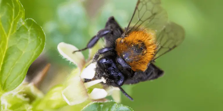 Bee Colors: Why Bees Vary In Color & Which Colors Are Dominant