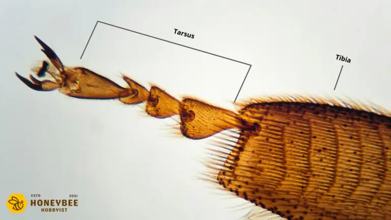 How Many Legs Do Bees Have? | Honeybee Hobbyist