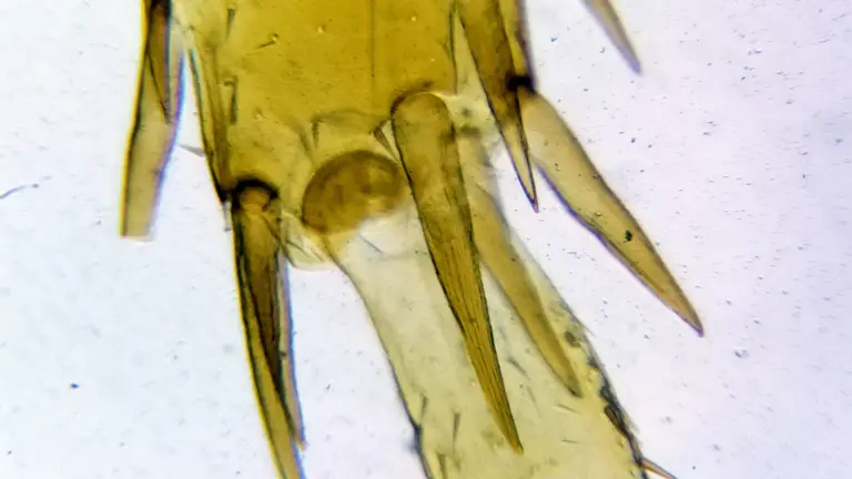 How Many Legs Do Bees Have? | Honeybee Hobbyist