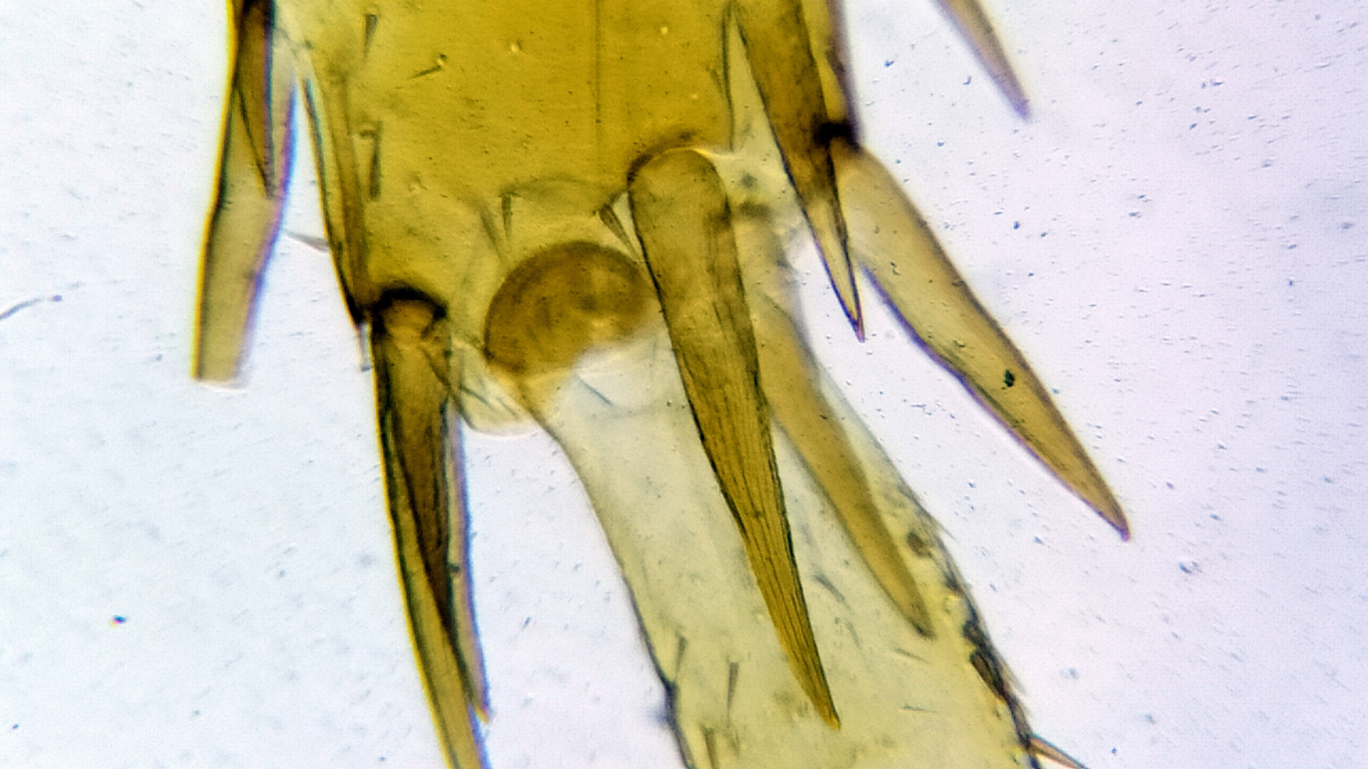 How Many Legs Do Bees Have? | Honeybee Hobbyist