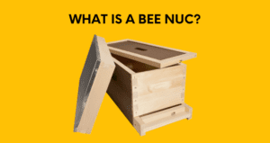 Bee Nucs: Everything You Need To Know About Nucleus Colonies