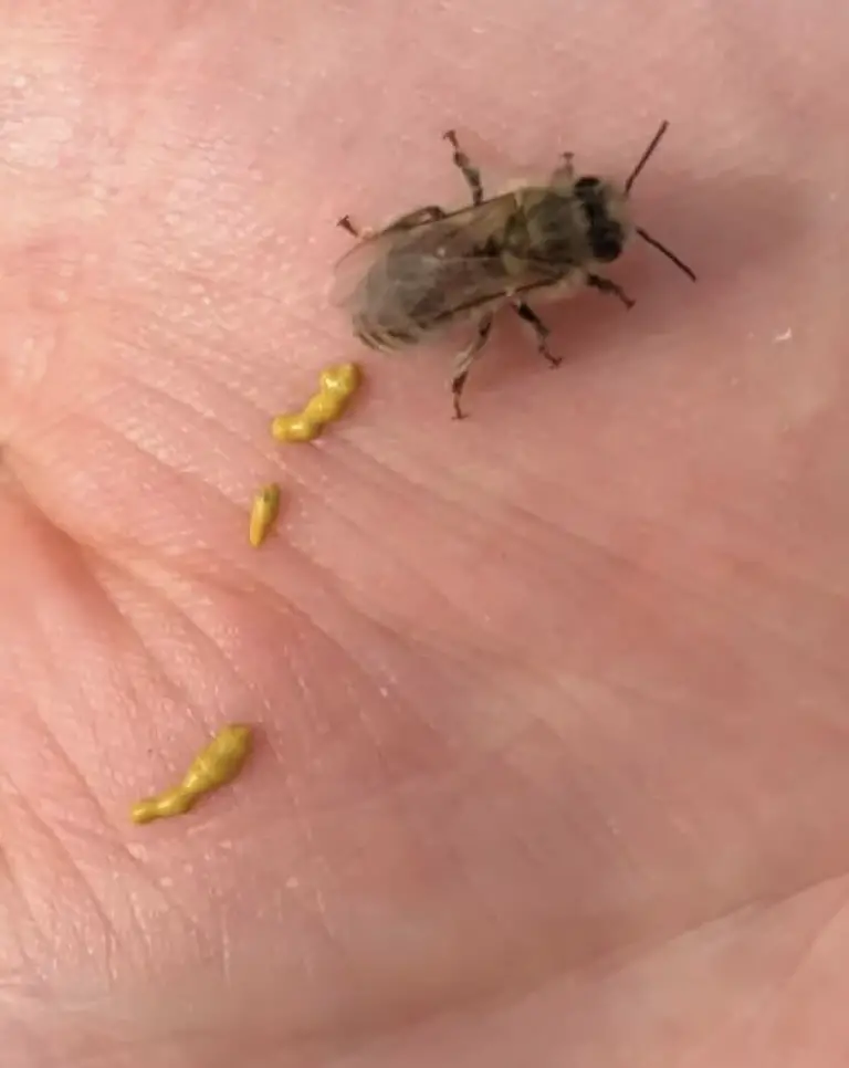 Do Bees Pee? How Bees Expel Digestive Waste