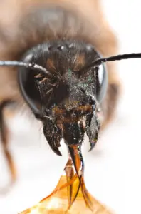 Do Bees Have Teeth? Bee Mandibles At Work
