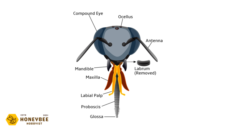 Honey Bee Anatomy: Characteristics, Graphics & Descriptions