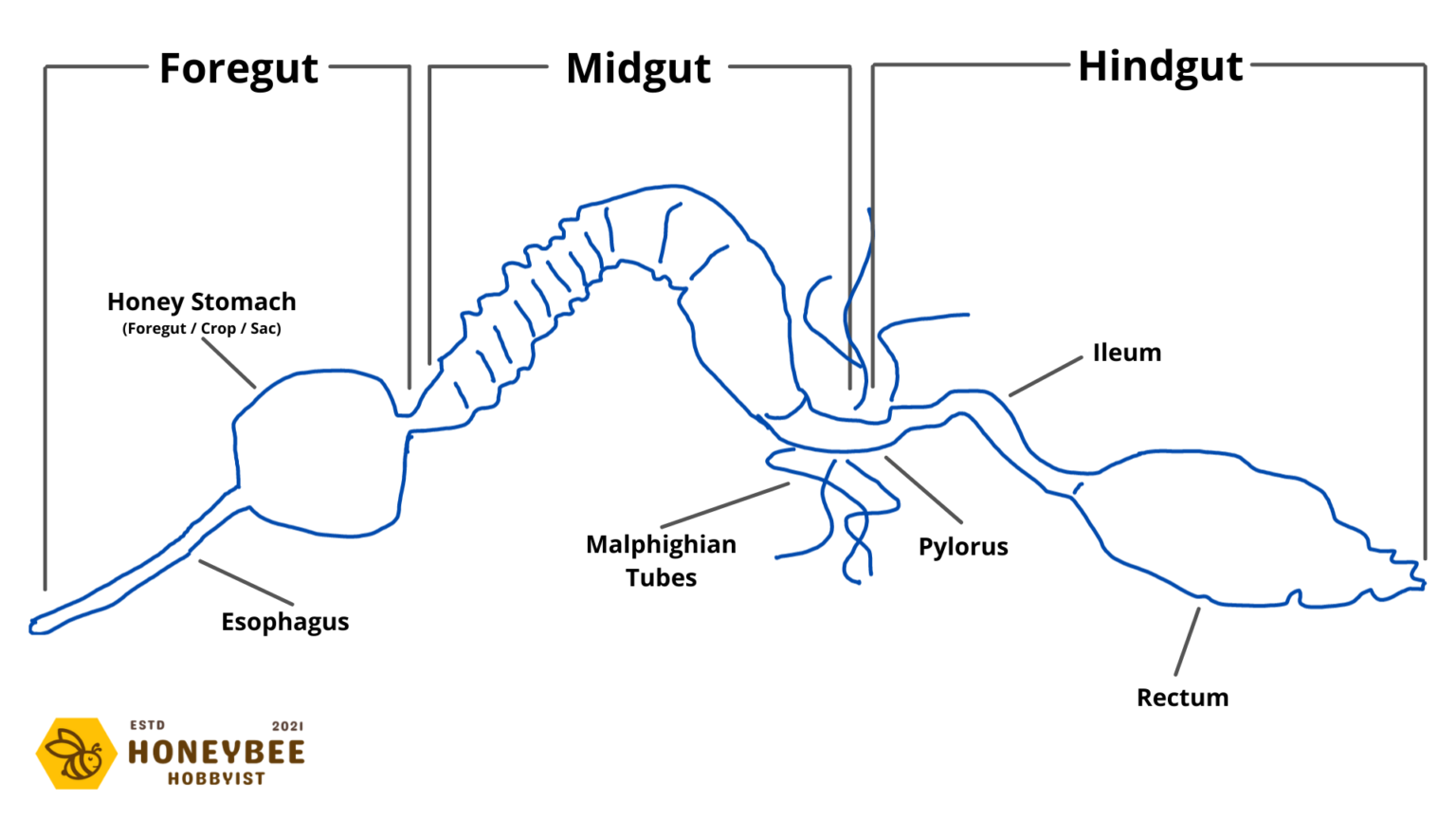 Honey Bee Anatomy: Characteristics, Graphics & Descriptions
