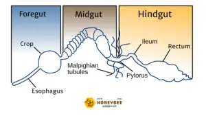 Do Bees Pee? How Bees Expel Digestive Waste