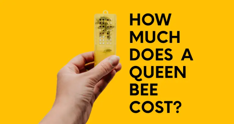How Much Does A Queen Bee Cost? | Honeybee Hobbyist