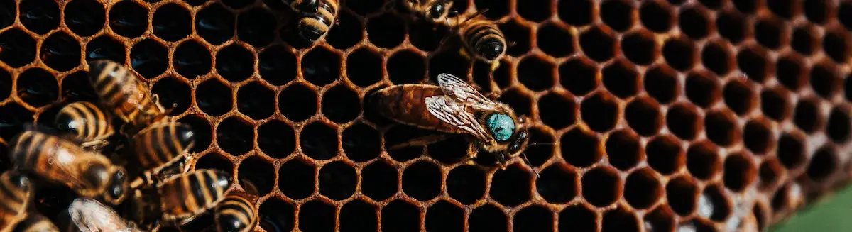 What Does A Queen Bee Look Like? How To Find The Queen Bee