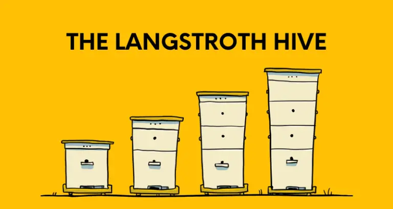 Langstroth Hive: History, Advantages, Disadvantages, and More
