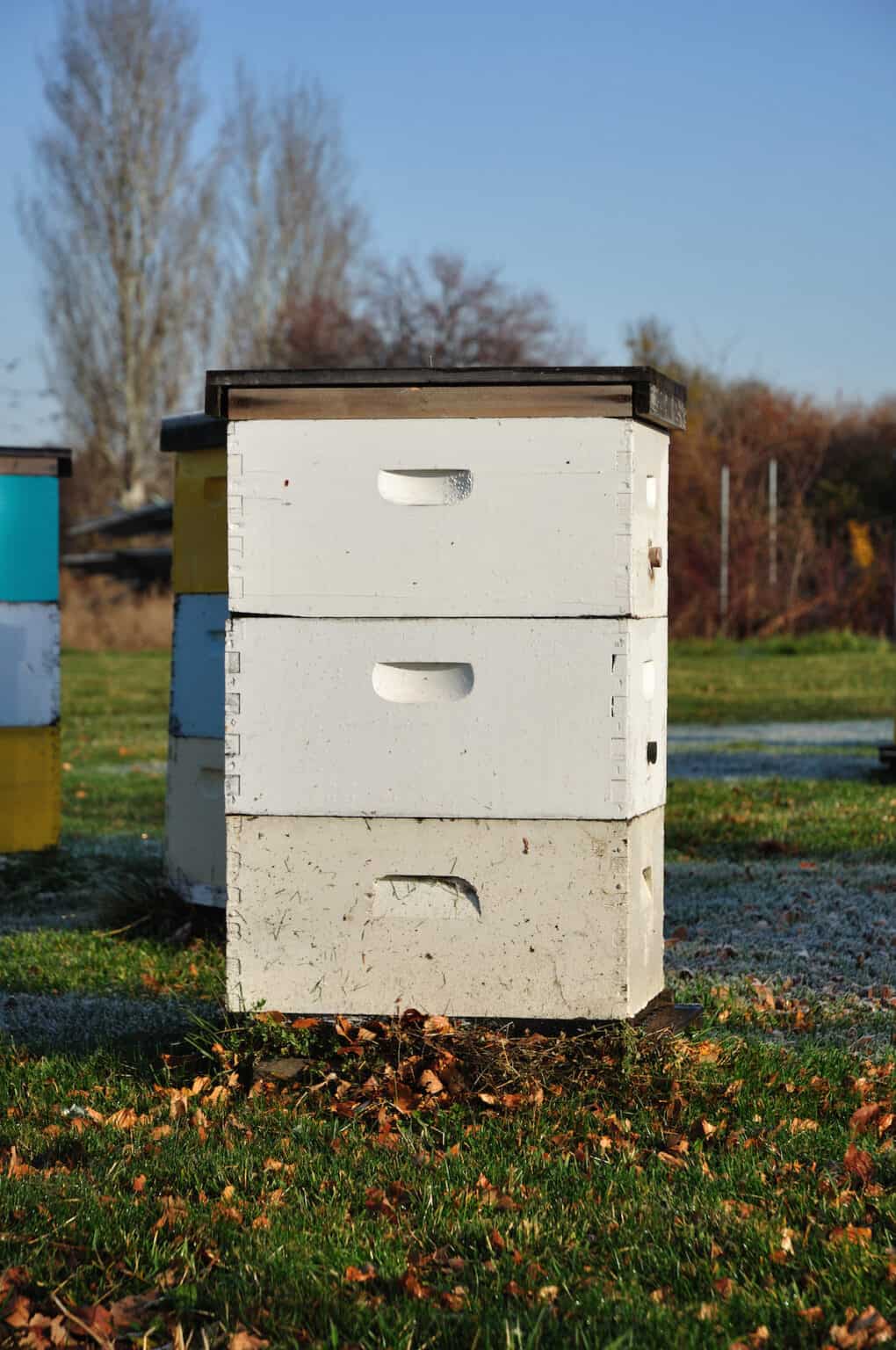 Langstroth Hive: History, Advantages, Disadvantages, and More