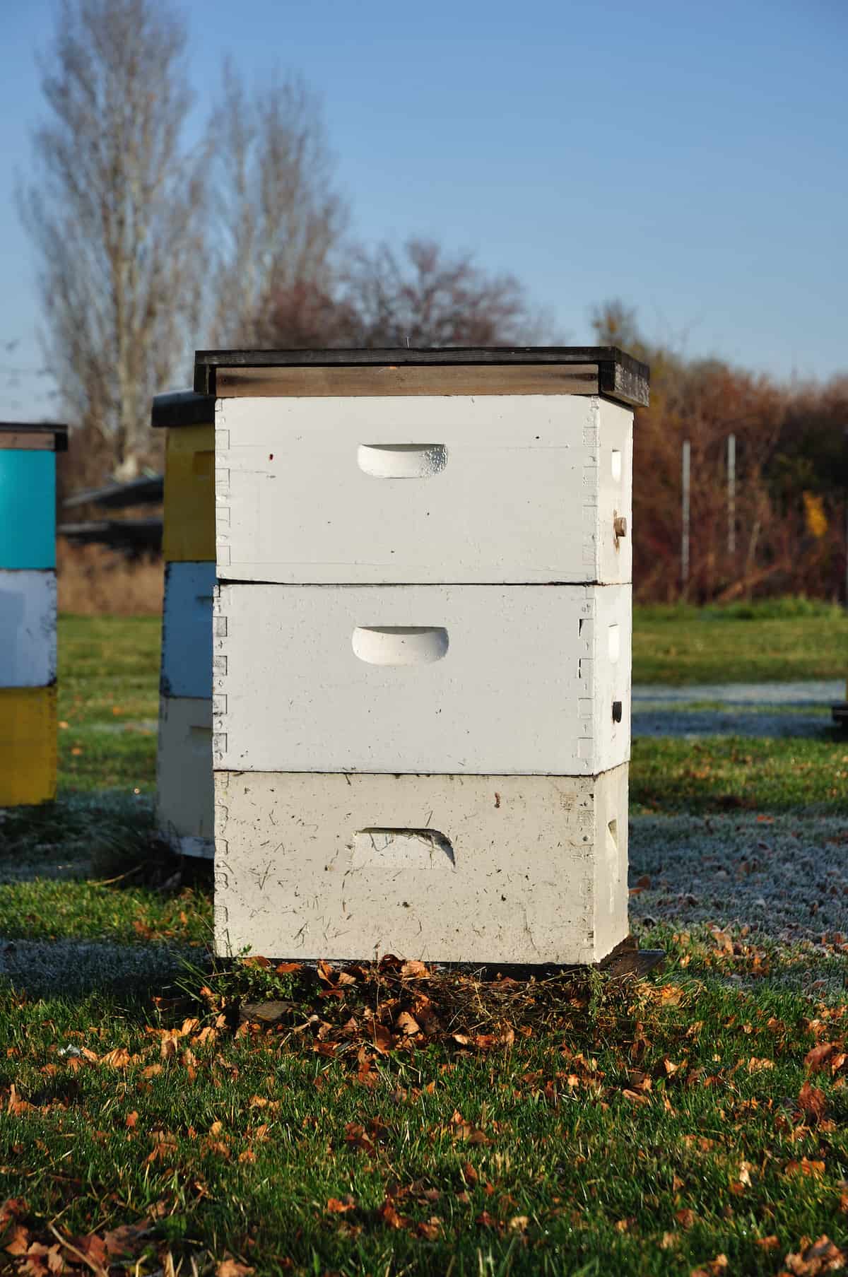 Langstroth Hive: History, Advantages, Disadvantages, and More